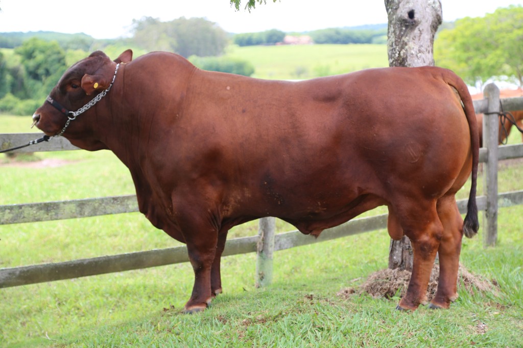 Conheça o senepol, uma raça de touros que está crescendo no país