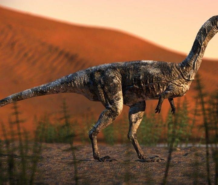 Fotos De Ossos De Dinossauros Reais 723 T Rex Fossil Stock Photos,