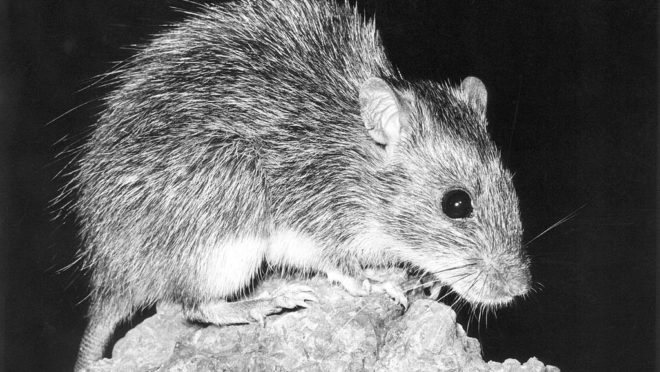 Invasão de ratos destrói plantações na Austrália