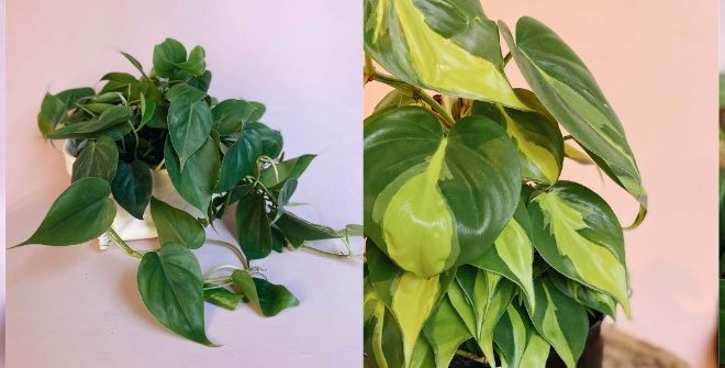 Filodendros: conheça as especies e dicas de cuidados