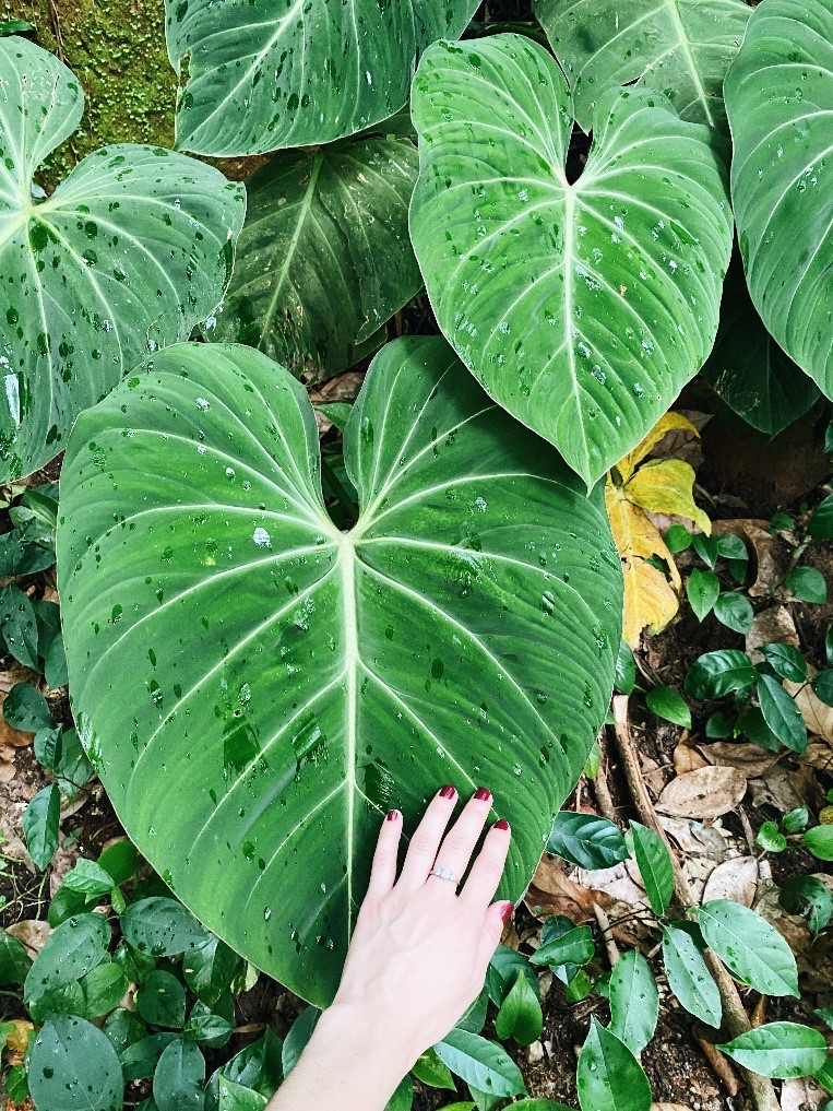 Filodendros: conheça as especies e dicas de cuidados