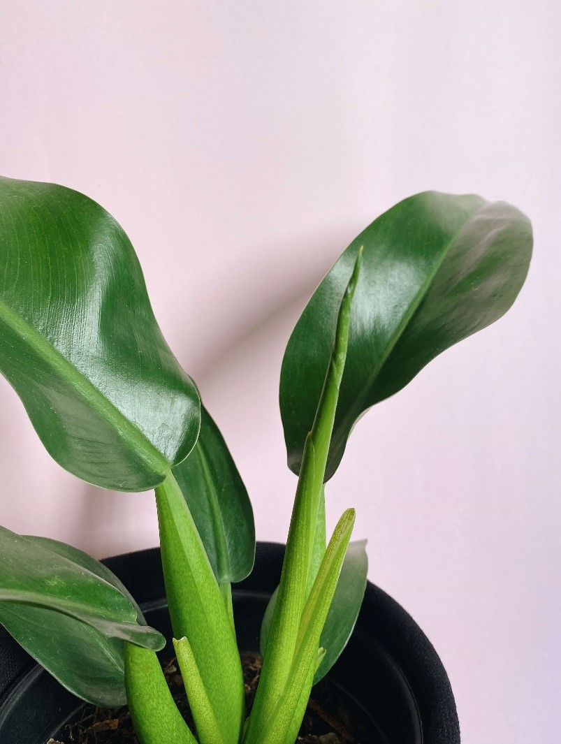 Filodendros: conheça as especies e dicas de cuidados