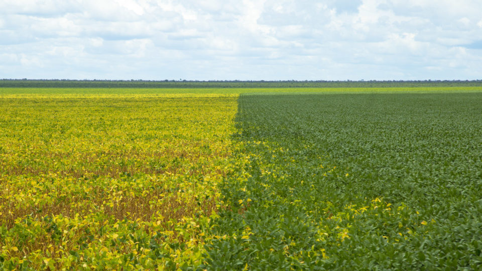 Efeito poupa-terra: o milagre do agro brasileiro explicado pela Embrapa