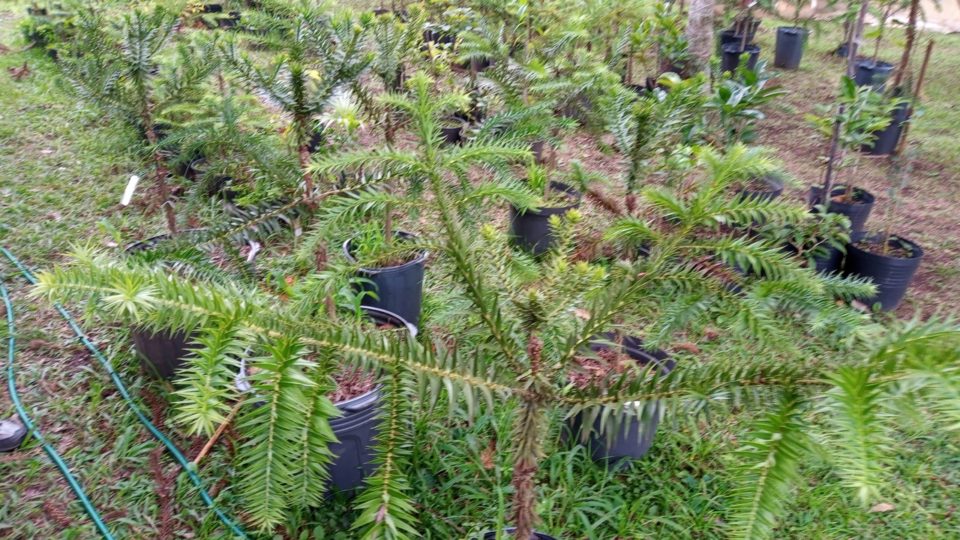 As eleições e a esperança nas mudas de pinheiro