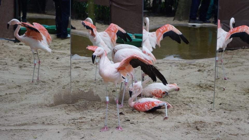 Flamingos vindos do CE chegam ao Parque das Aves, em Foz do Iguaçu