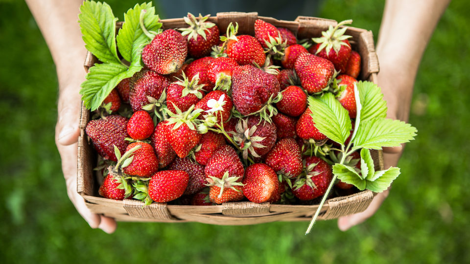 Morango do norte pioneiro conquista selo de Indicação Geográfica