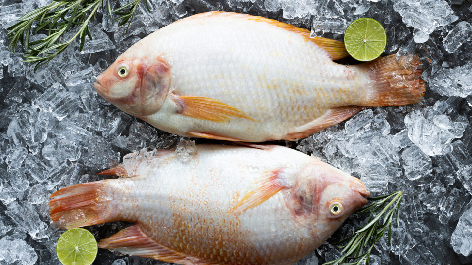 Saint Peter: Saiba mais sobre esse peixe e aprenda uma receita