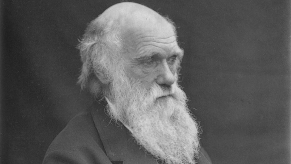 Flavio Gordon: A moralidade darwinista | Gazeta do Povo Flavio Gordon: A moralidade darwinista | Gazeta do Povo