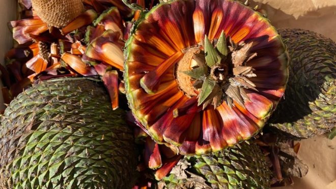 Estado maior produtor de pinhão do Brasil investe na industrialização