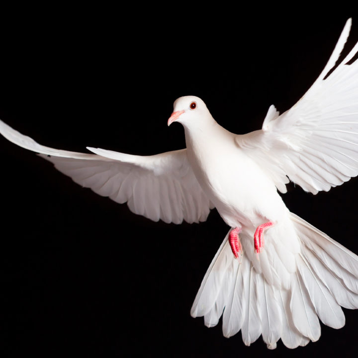 Pomba Dos Simbolos Da Paz 🕊, “A Pomba é Um Símbolo De Paz E
