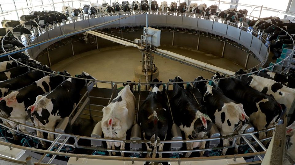 Pequenos e médios produtores impulsionam Paraná na produção de leite