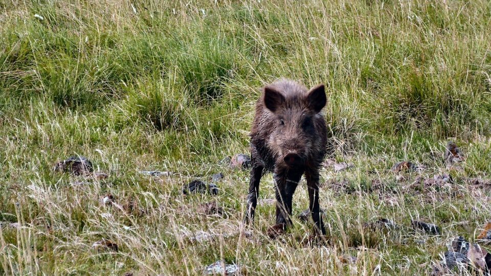 Caça de javalis pode ser liberada em Santa Catarina