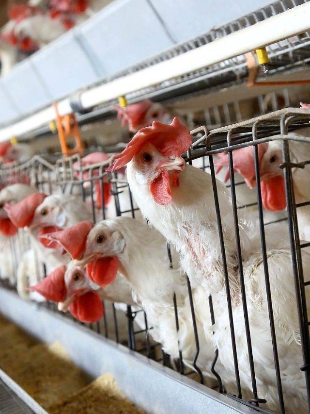 Frango do Paraná: caminho livre para o México