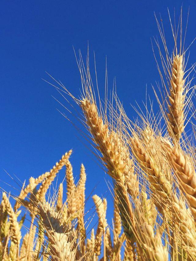 Como o Brasil planeja dominar o trigo?