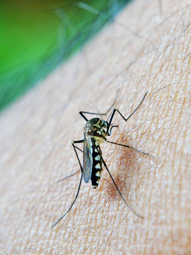 Dengue Quais Os Sintomas E Quando Buscar Atendimento