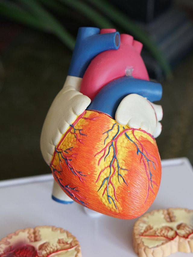 Arritmia cardíaca: como identificar e tratar?