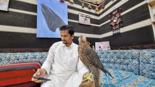 Falcões são obsessão no Catar e ave pode passar de R$ 1 milhão