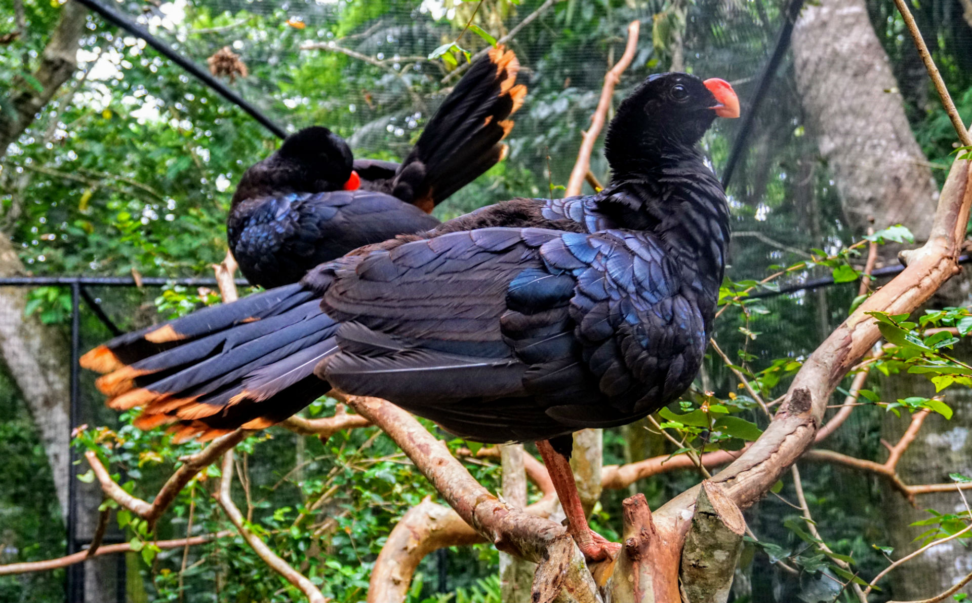 Mutum-de-Alagoas poderá ser visto pelo público no Parque das Aves