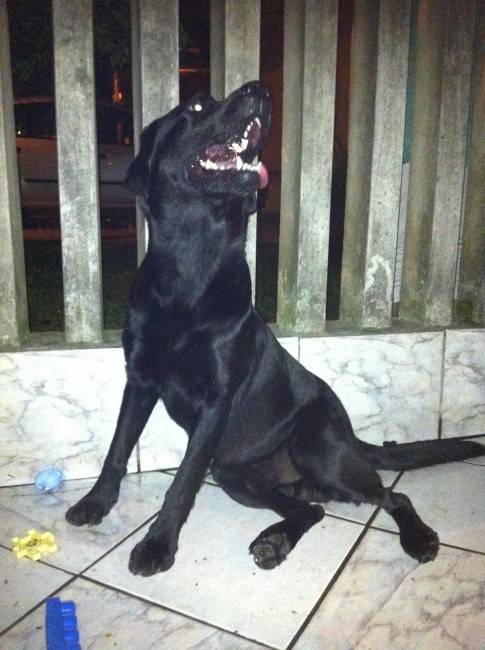 Você conhece este cachorrinho?