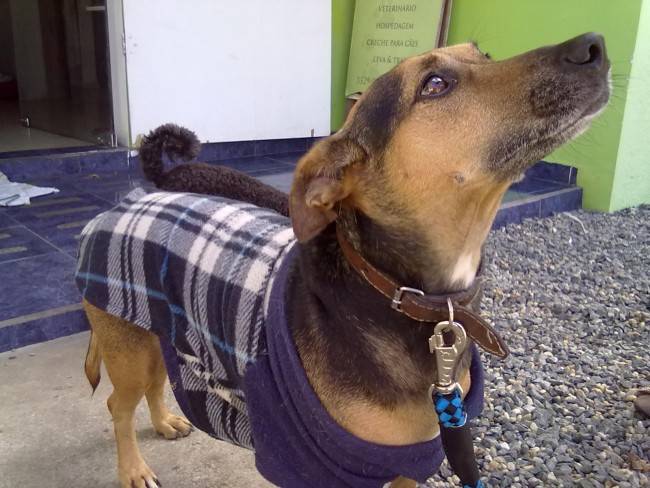 Você conhece estes cachorrinhos?