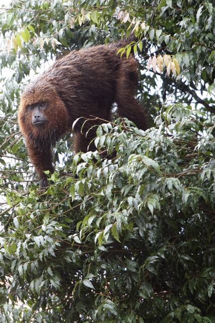 Um bugio está perdido no Uberaba